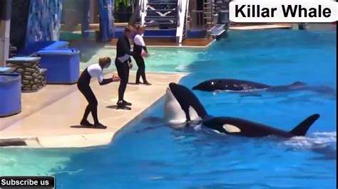 Shamu Seaworld Killer Whale Show 2016 Seaworld Orca Killer Whale Attack