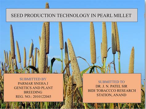 Seed Production Technology In Pearl Millet Presentation Pptx