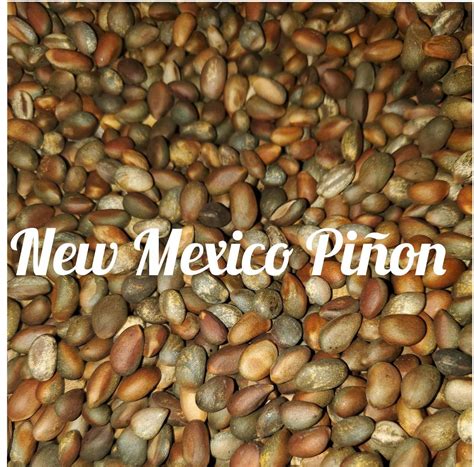 Piñon Pinon 2024 Harvest Hard Shell Pinion Etsy