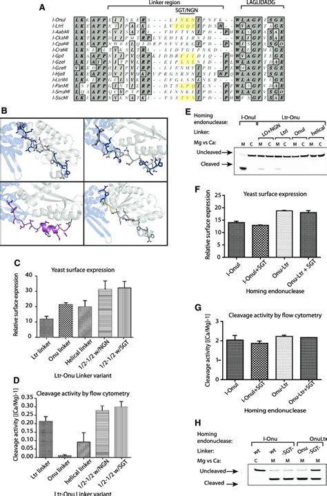 Linker Peptide Variations Analysis Of Ltr Onu Expression And Activity