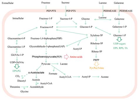 Streptococcus Thermophilus