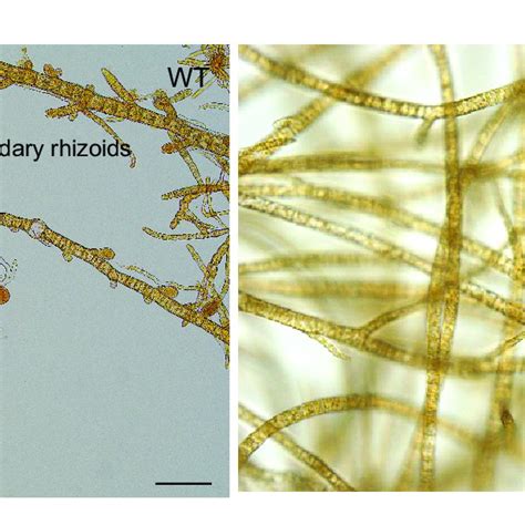 Figure S1 Absence Of Secondary Rhizoids In Apical Filaments Of Mutant