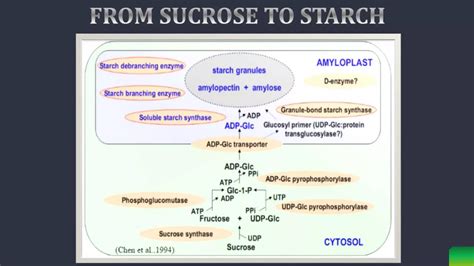 Metabolism Of Starch Synthesis Pptx
