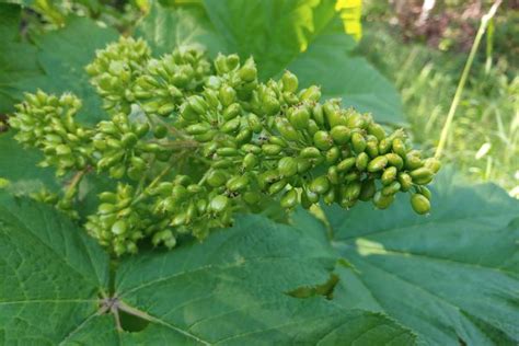 How To Tell The Difference Between Cow Parsnip And Devils Club