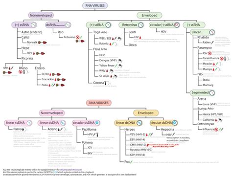 Virusflowchart Virus Epidemiology