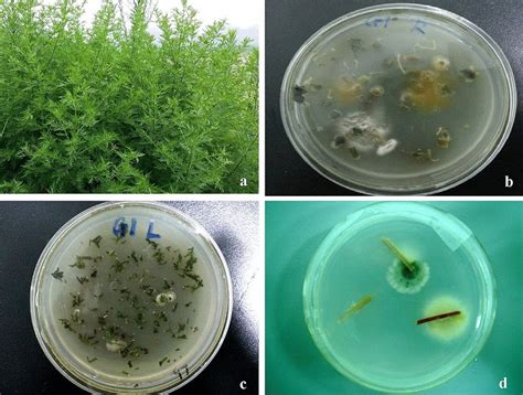 The Isolation Of Endophytes From Artemisia Annua L By Using Surface