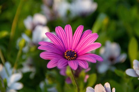 꽃 아프리카 데이지 핑크 Pixabay의 무료 사진 Pixabay