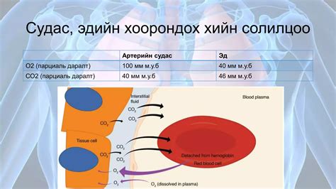 Амьсгалын эрхтэн тогтолцооны физиологи Pptx