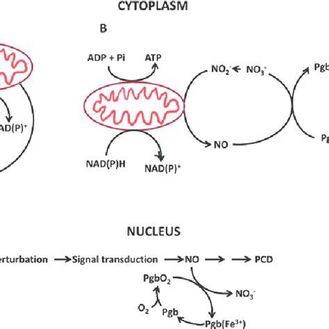 Model Describing The Effects Of Hypoxia A In The Absence Of Pgb The Download Scientific