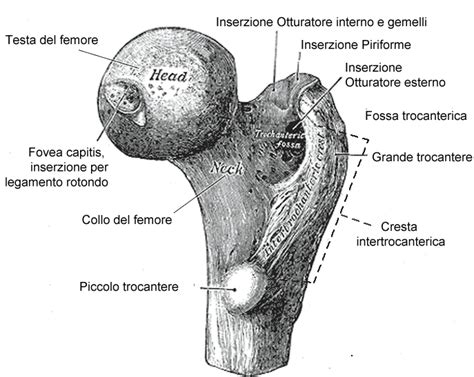 Trocantere