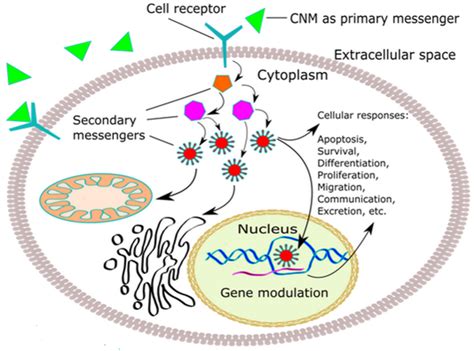 general scheme of cell signaling cascade original figure download