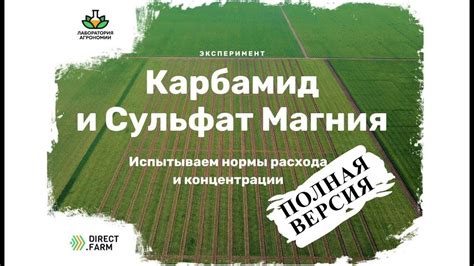 Эксперимент по подкормкам карбамидом и сульфатом магния по листу - YouTube
