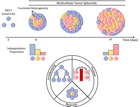 Functional Heterogeneity As An Intrinsic Property That Sets A Survival Strategy In Breast Cancer