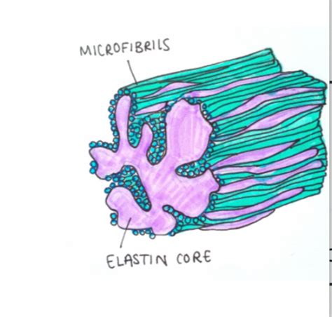 Elastin And Proteoglycans Flashcards Quizlet