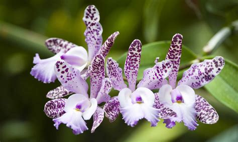 Orchid Plant Images At Mary Maxfield Blog