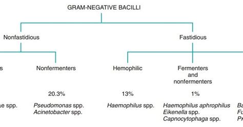 Gram Positive Bacilli Antibiotic