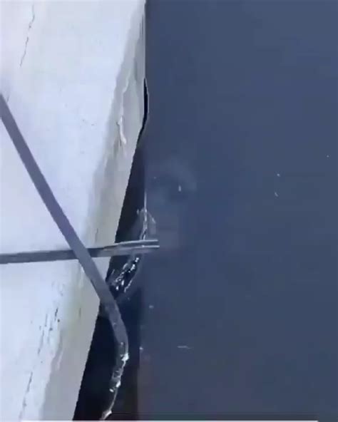 The Dopefish Lives Rdoom