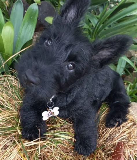 15 Adorable Photos Of Scottish Terrier Puppies With Pure Beauty