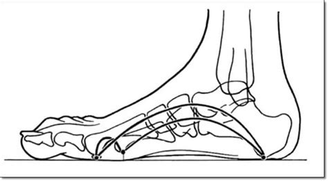 발바닥 아치 Foot Arch 의 지지점과 발 아치 높이는 근육