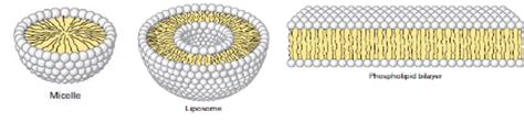 Gambar 3 3 Gambaran Struktur Fosfolipid Dengan Kemungkinan Tiga Download Scientific Diagram