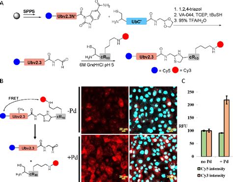 Palladium Promoted Activation Of A Synthetic Protein In Live Cells A