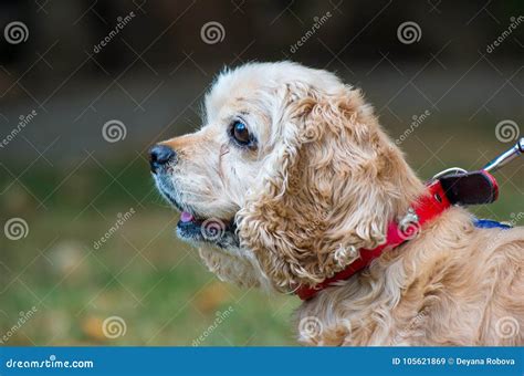 Cocker Spaniel Close Up Stock Image Image Of American 105621869