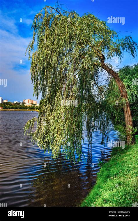Sunny Day Trees Bent Over The Water Stock Photo Alamy