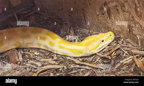 Closeup Head Shot Of A Yellow And White Amelanistic Albino Adult Female