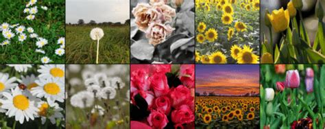 Sample Images From The Flower Dataset The Columns Are Daisy Download Scientific Diagram