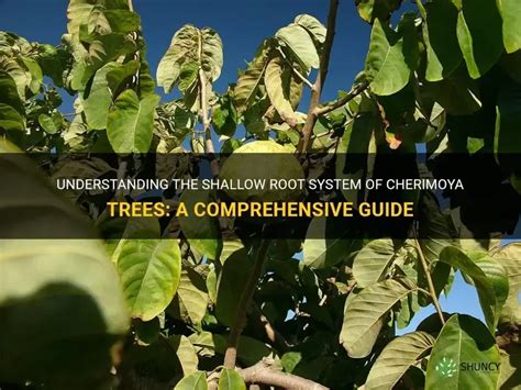 Understanding The Shallow Root System Of Cherimoya Trees A Comprehensive Guide Shuncy