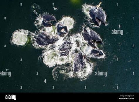 USA, Alaska, Aerial view of Humpback Whales (Megaptera novaeangliae ...