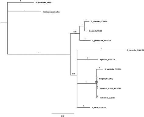 bayesian phylogenetic tree constructed in mrbayes for the its2 dataset