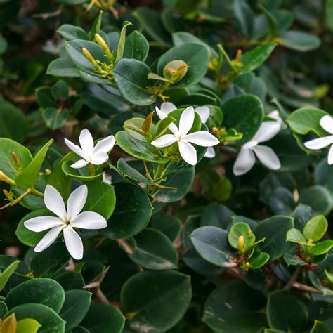 Carissa Desert Star The Plant Hub