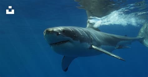 바다에서 헤엄치는 백상아리 사진 Unsplash의 무료 상어 이미지