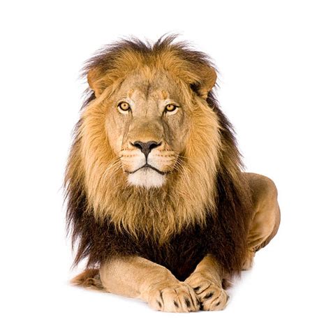 283.000+ Leone Foto stock, immagini e fotografie royalty-free - iStock