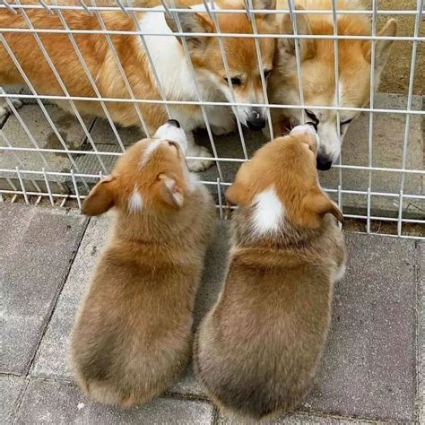 Amandas Corgi Puppies For Adoption