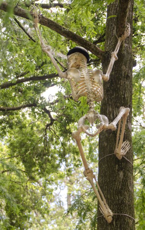 Skeleton In Tree Florida Paddle Notes