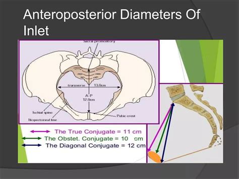 Anatomy Of Female Pelvis And Fetal Diameters 2020pptx