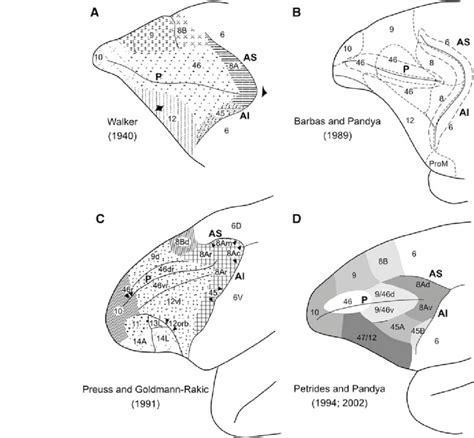 Architectonic Maps Of The Prefrontal Cortex Of The Macaque Monkey The Download Scientific