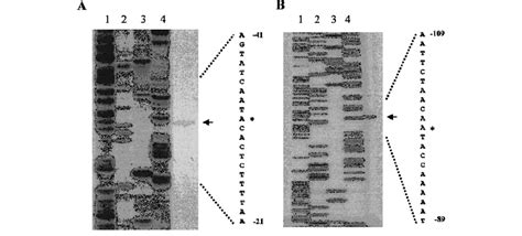 Mapping Of Transcription Initiation Sites In Ngr1 And Ngr3 By Primer Download Scientific