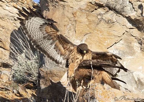 Mating Red Tailed Hawks The Rest Of The Story Feathered Photography