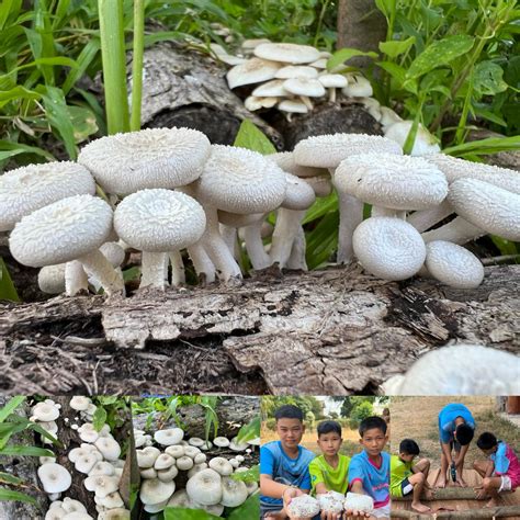 ดูคลิปขั้นตอนหรือยังครับ ทำง่ายๆ เห็ดป่า บูรณาการความรู้