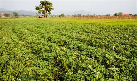 Fertilizer Requirement For Groundnut Cultivation Wikifarmer