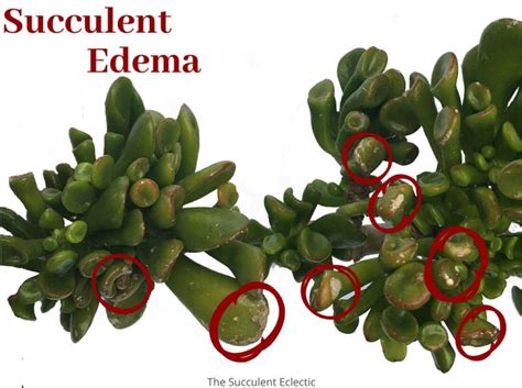 Rosette Succulent Types ~ Identification And [infographic] The Succulent Eclectic