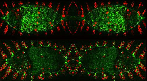 Engineered Enzymes String Pullers In Cell Communication Biozentrum