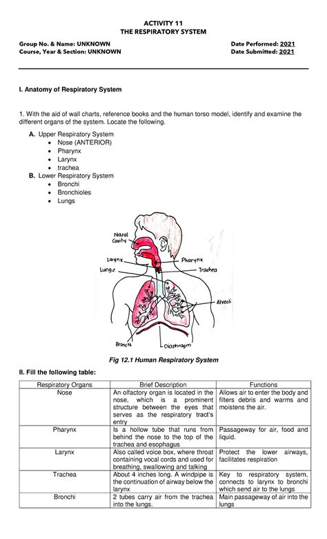 Respiratory System Worksheets High School