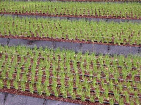 Polypropylene Trough Tuff Substrates