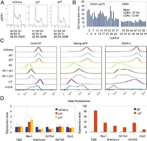 Overexpression Of P21 And P27 Elongate The Cell Cycle In G1 But Are
