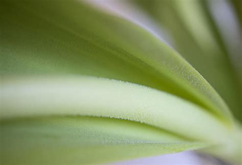 Tulip Stem Photograph By Mariola Szeliga Fine Art America