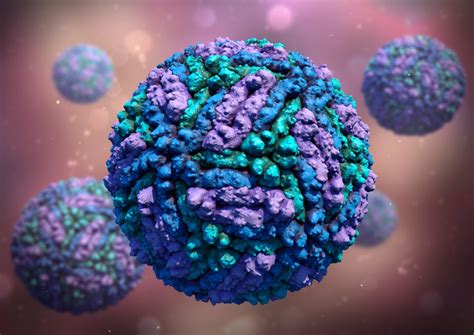 Dengue Hemorrhagic Fever Virus